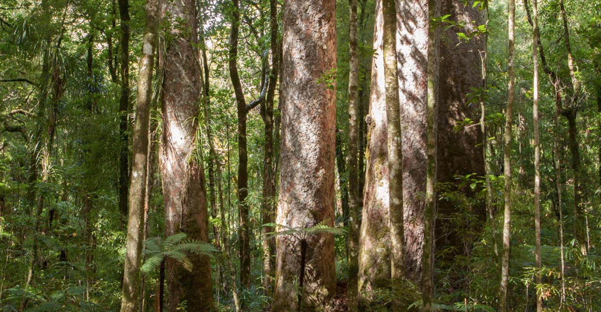 One billion trees | Local Food Northland